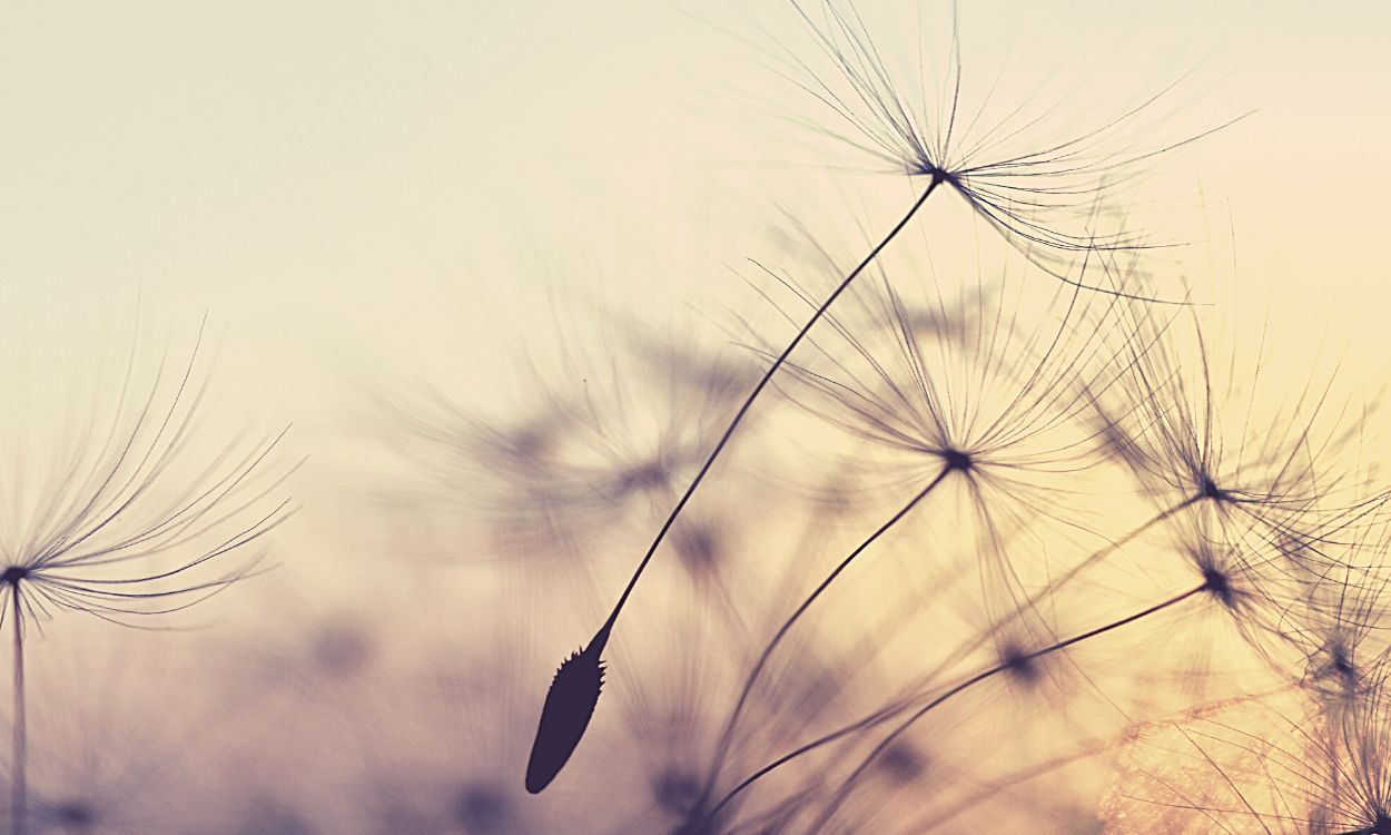 Perfect Days di Wim Wenders: un film che dovete vedere